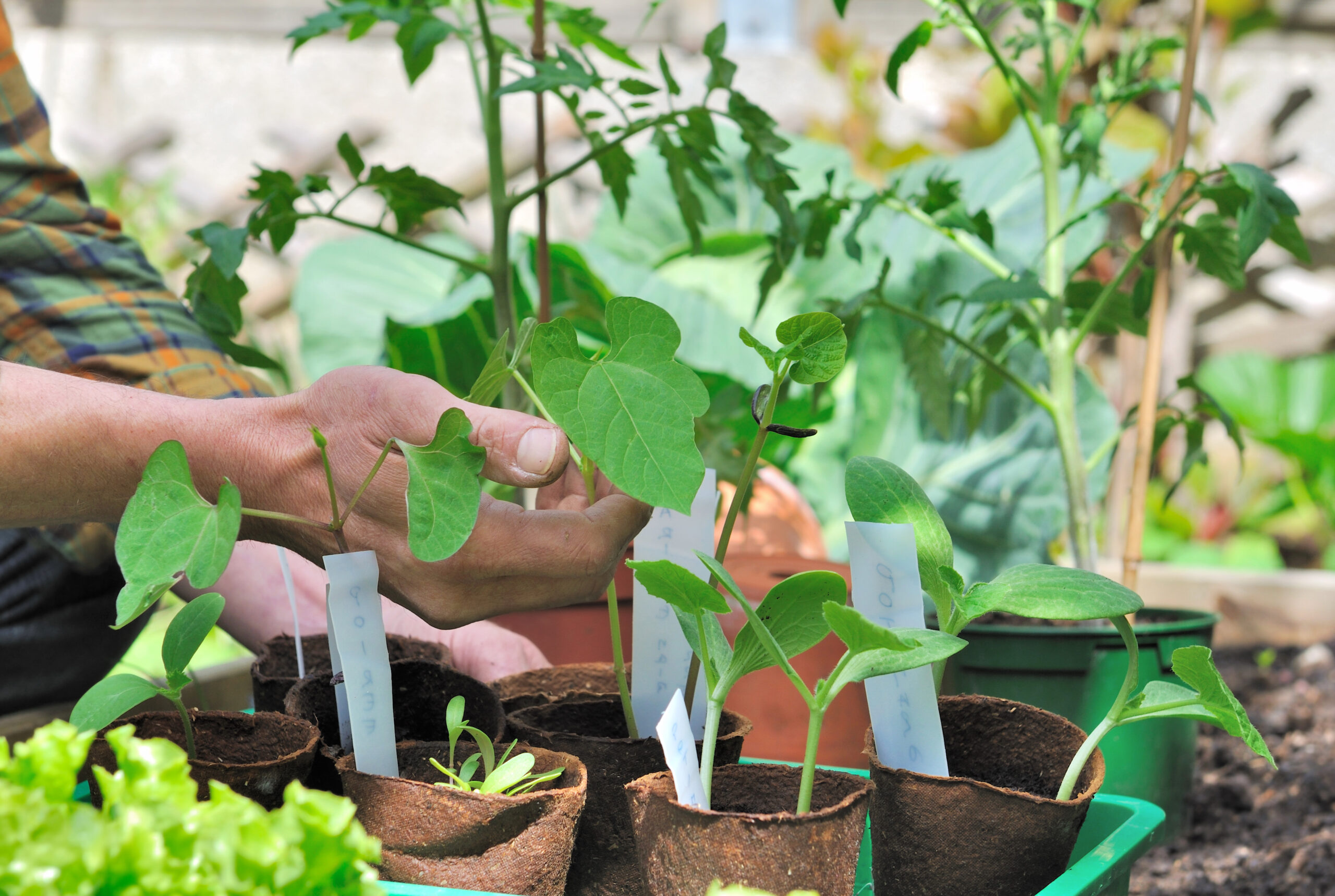 ACS Publications – Wearable Sensor Tracks Plant Stress in Real Time ...